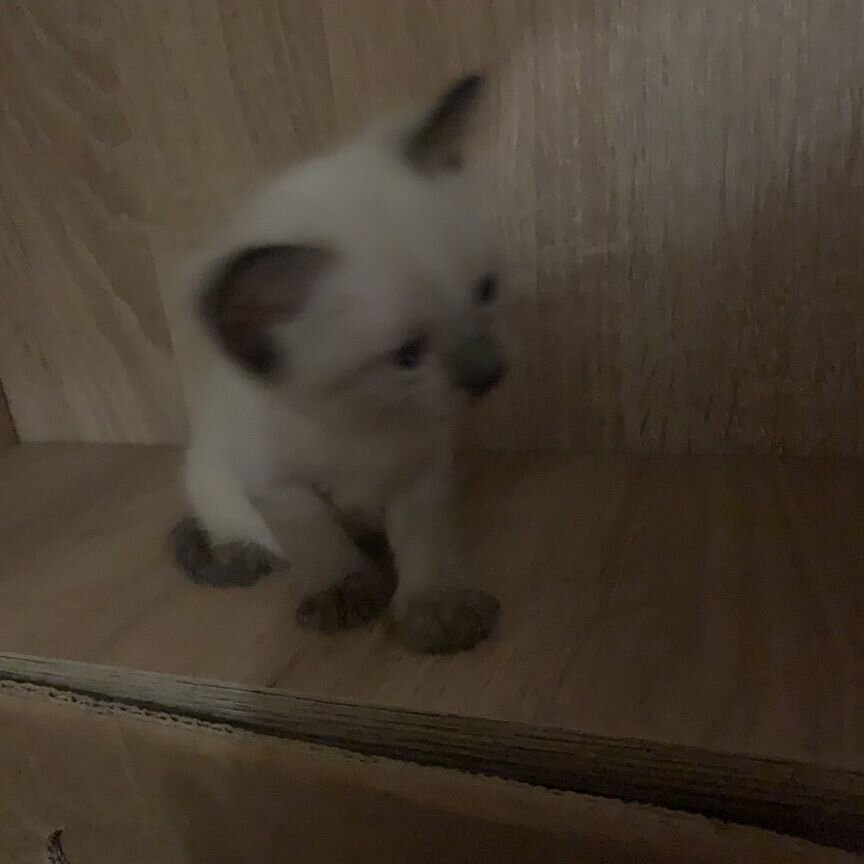 Сиамские котята