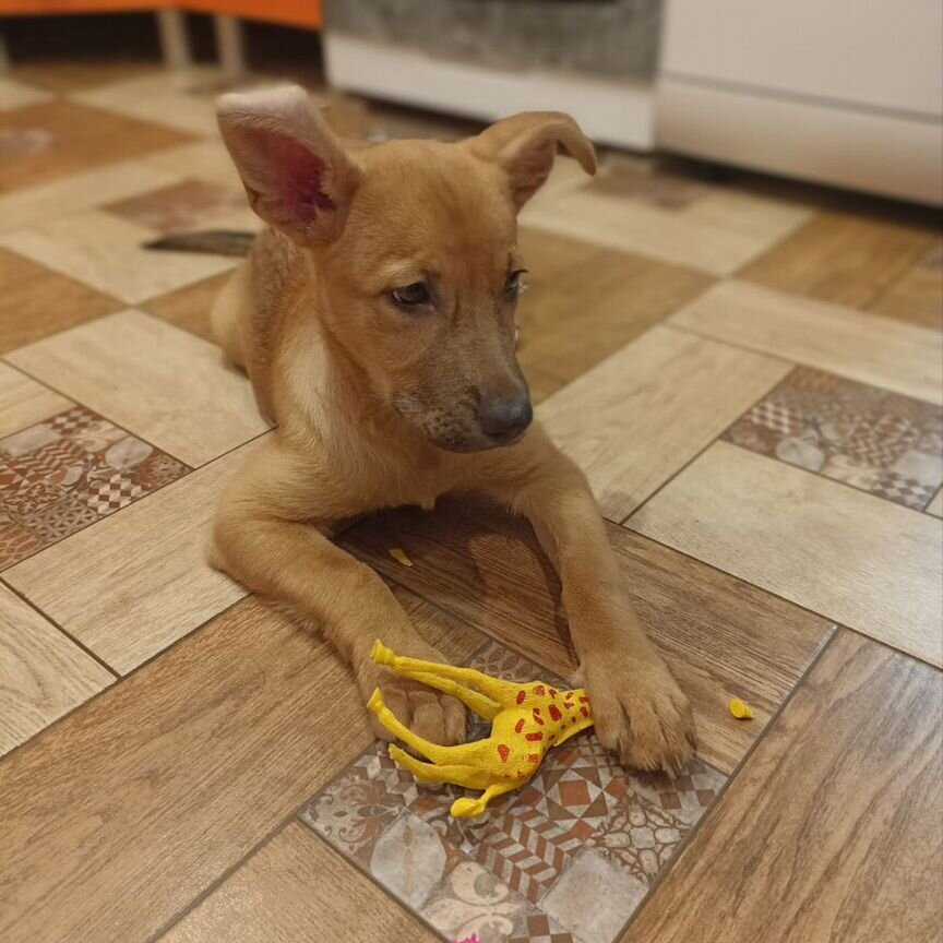 Щенок Адель в добрые руки