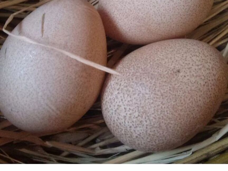 Яйцо инкубационное цесарки
