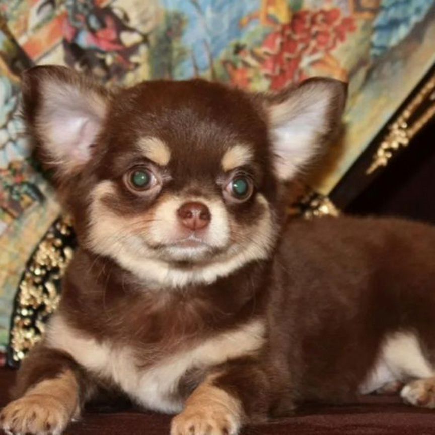 Супер щенки чихуахуа