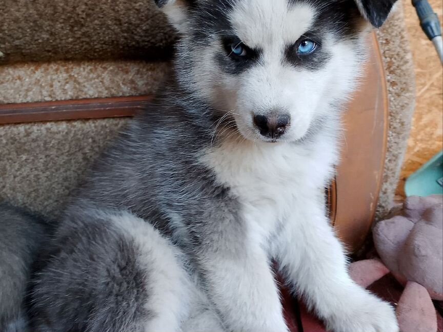 Щенки сибирской хаски