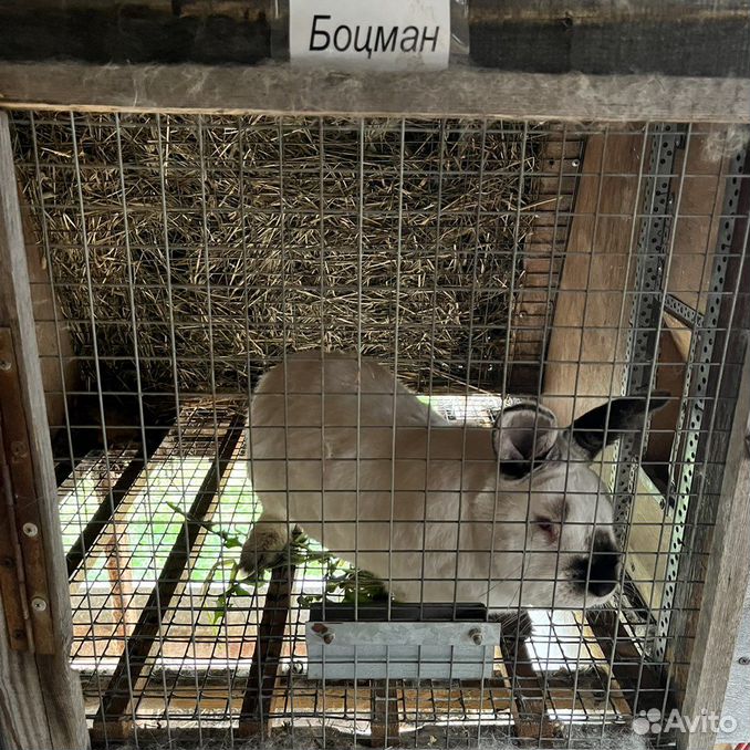 Колифорнийский крол