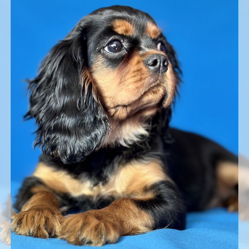 Кавалер кинг-чарльз-спаниель, щенок