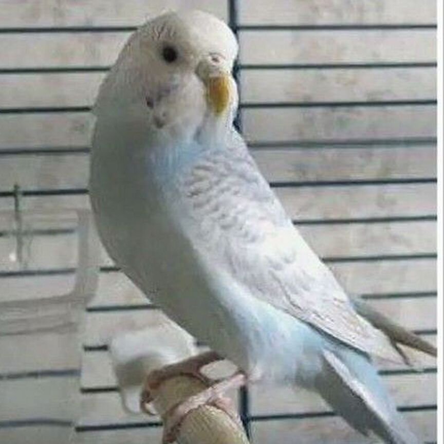 Волнистый попугай самка