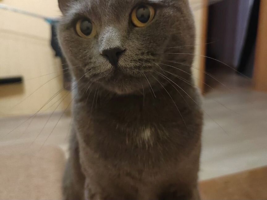 Британские котята