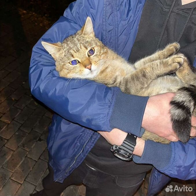 Кот ищет старых или новых хозяев