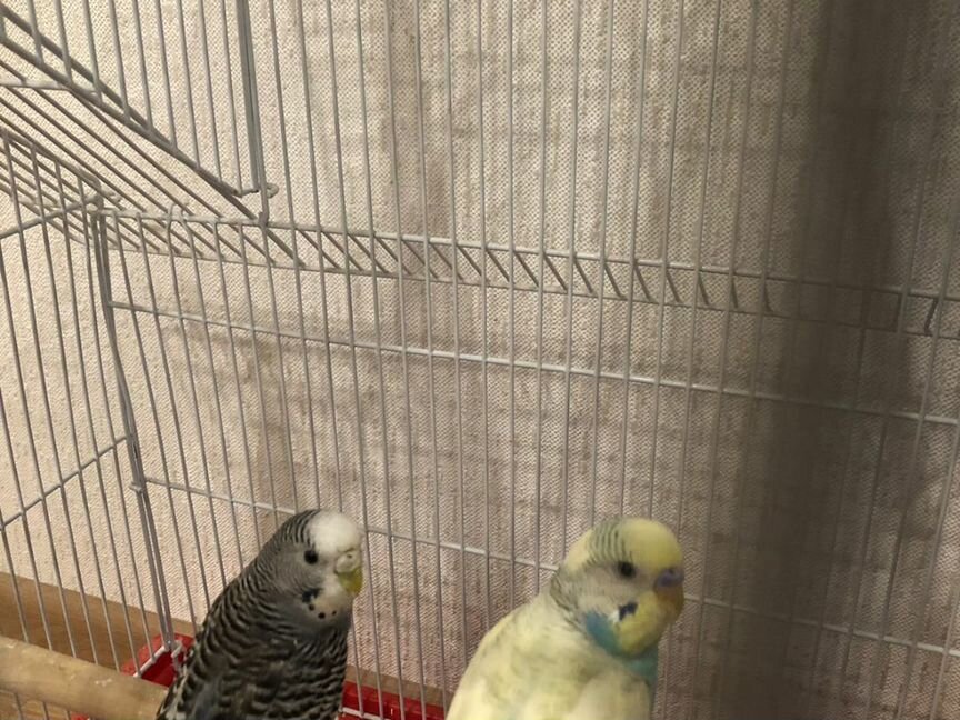 Волнистый попугай с клеткой