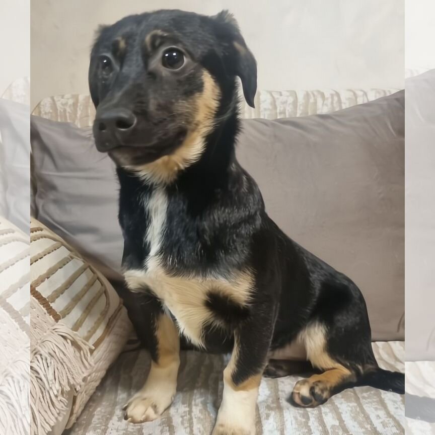 Щенок в добрые руки