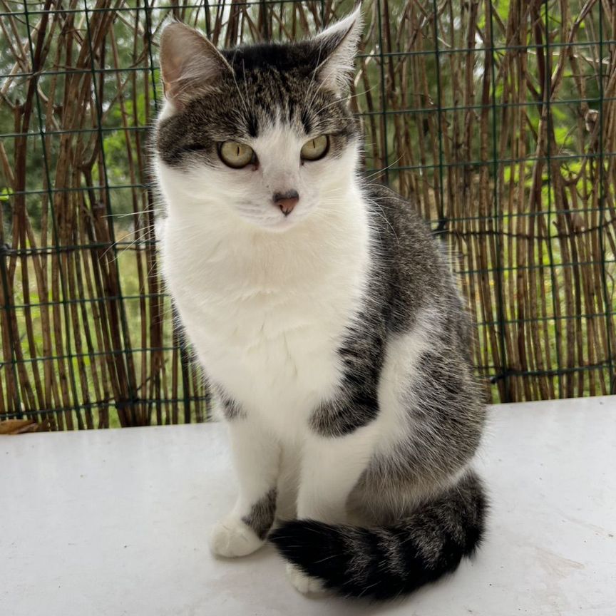 Взрослая кошка в добрые руки