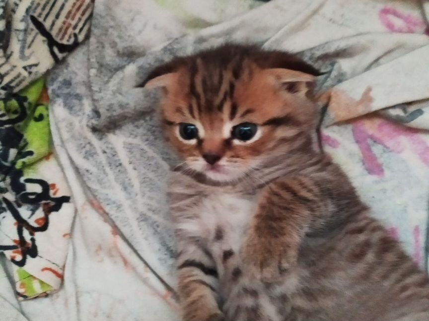 Шотландские котята