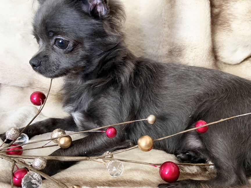 Милая голубая девчушечка Чихуахуа