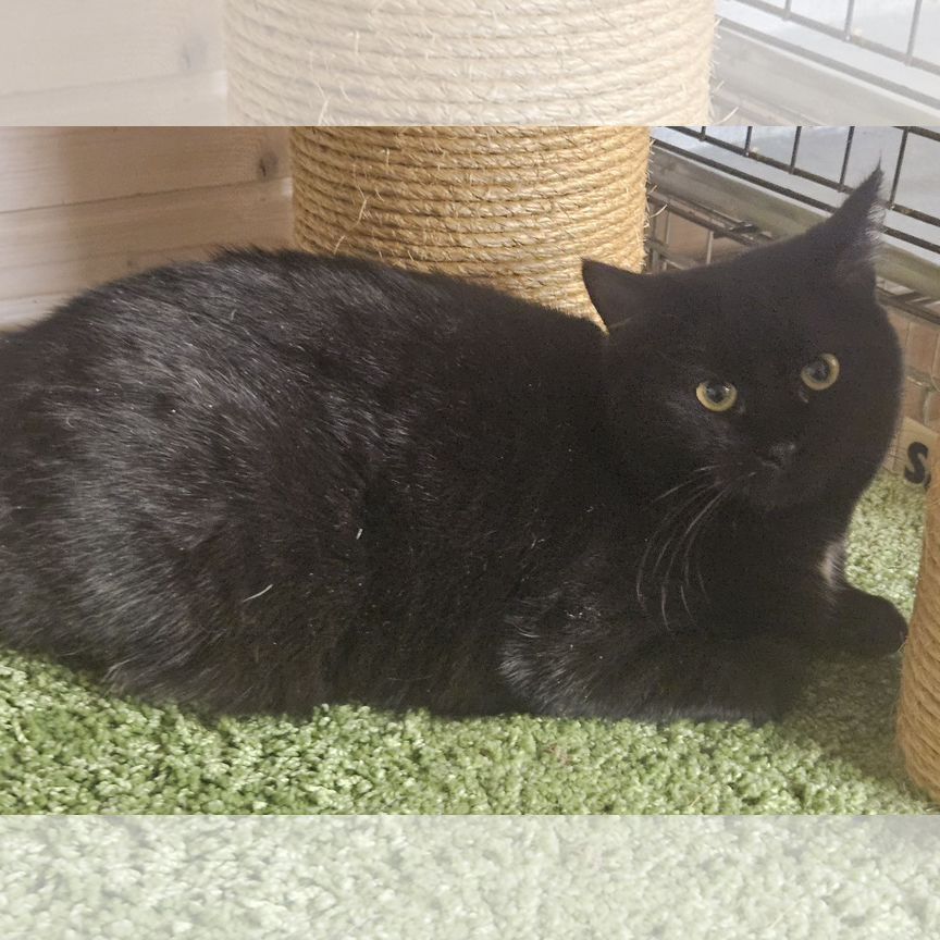 Взрослый кот в добрые руки