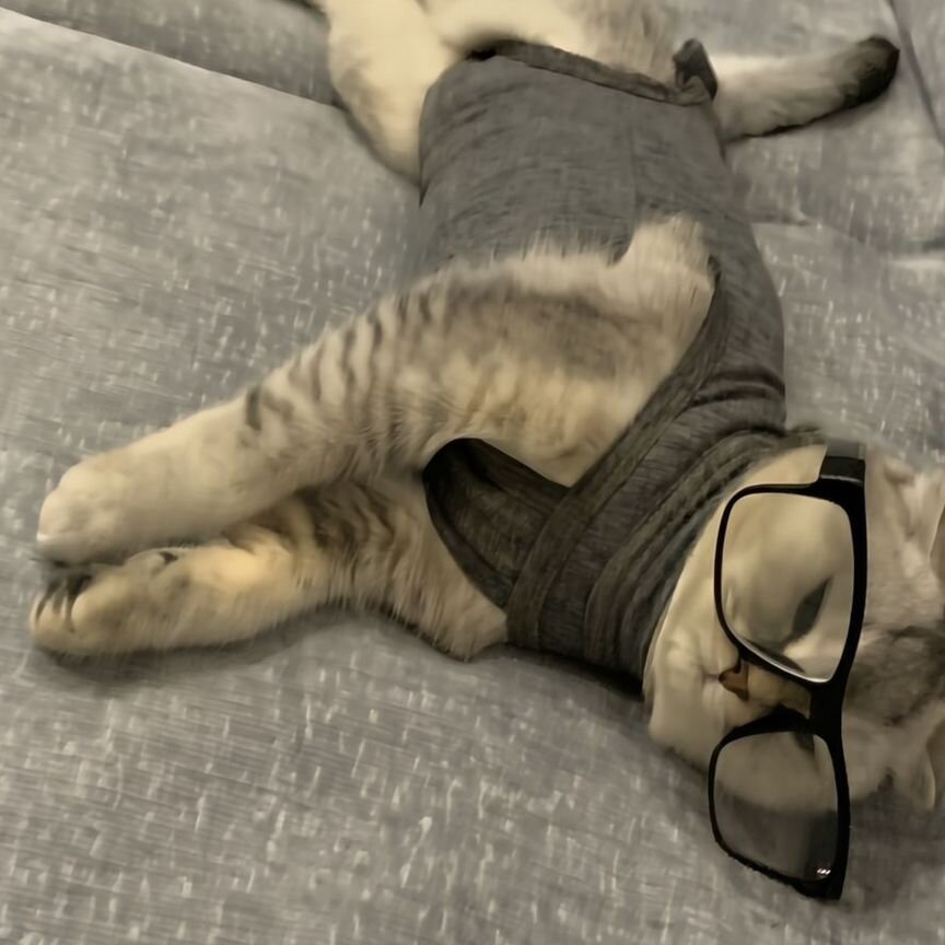 Попона для кошек после оперрационная