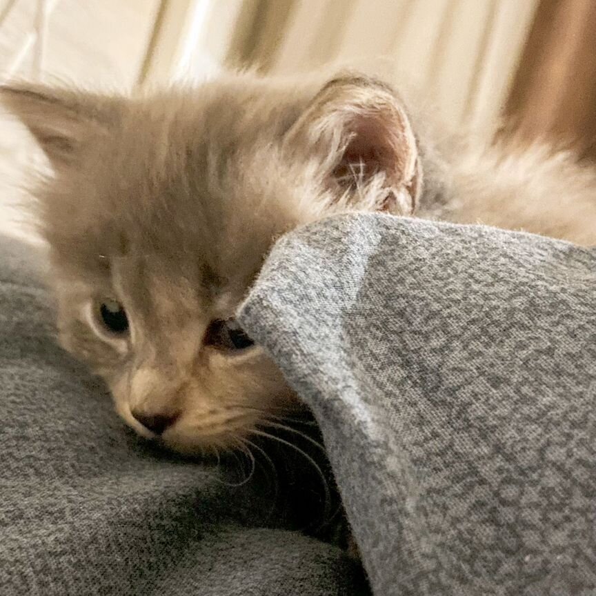 Котенок