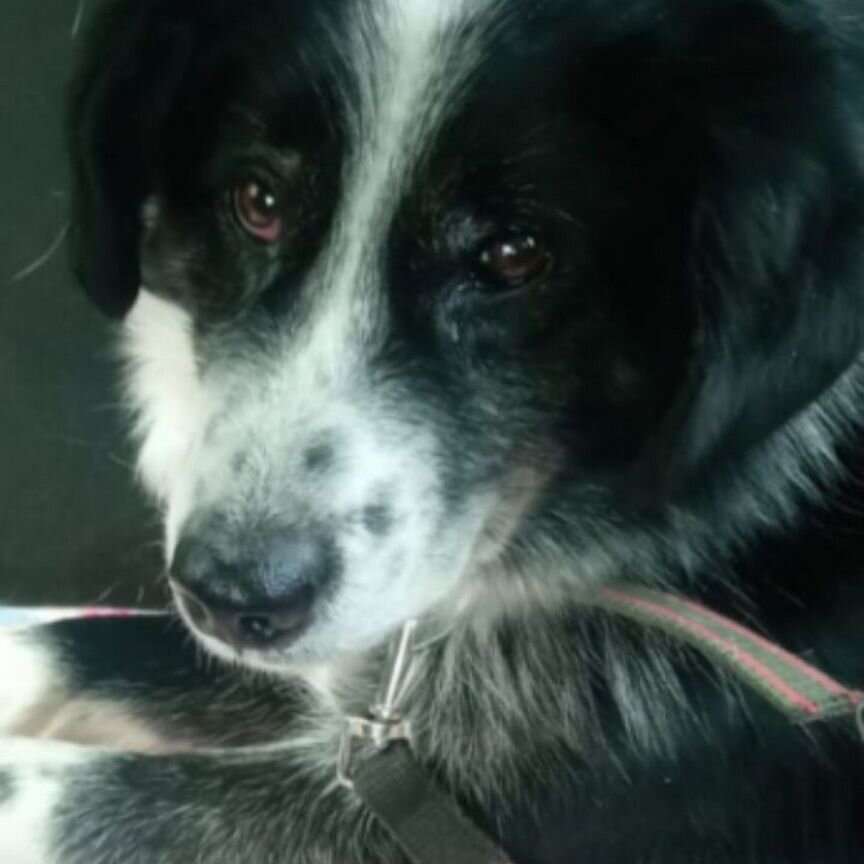 Небольшой пёсик после гибели на сво хозяина