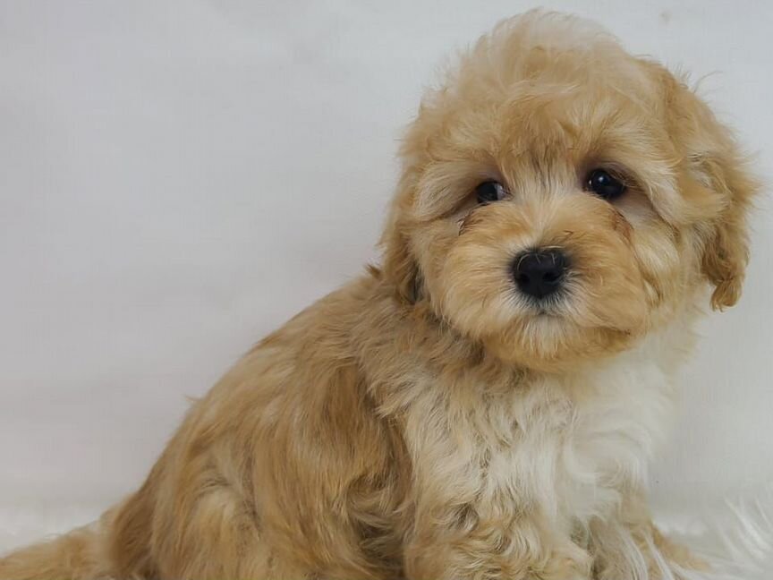 Мальтипу щенок