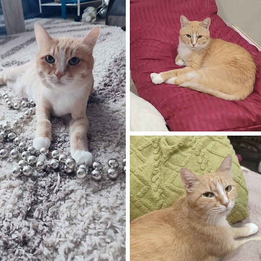 Европейский короткошёрстный кот, взрослый