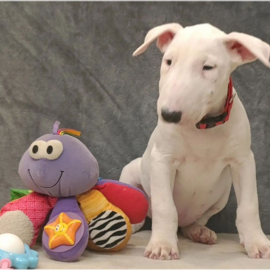 Бультерьер, щенок