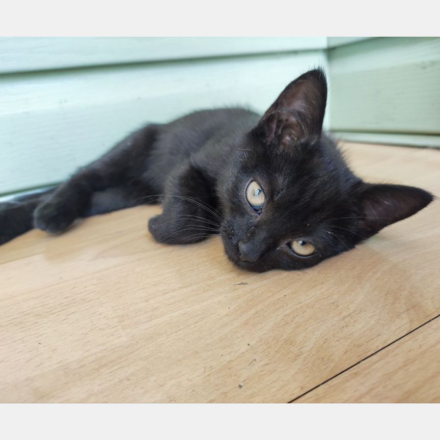 Котëнок