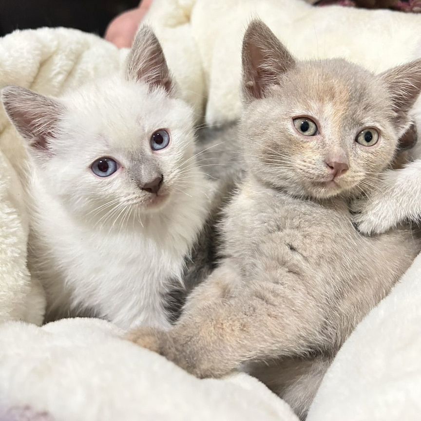 Сибирский котёнок