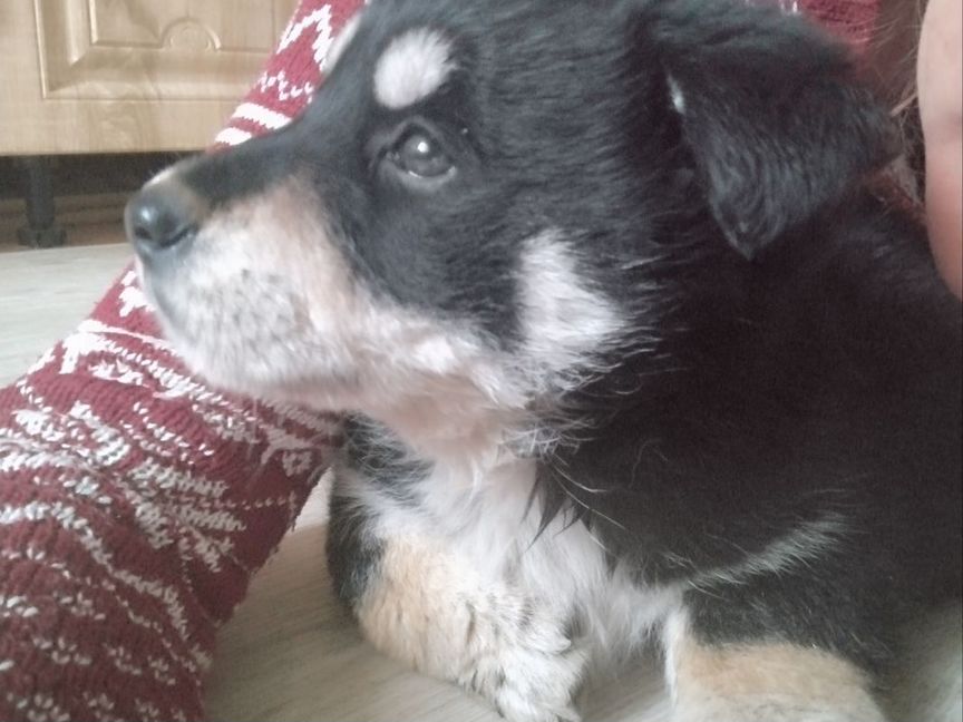 Щенок в добрые руки