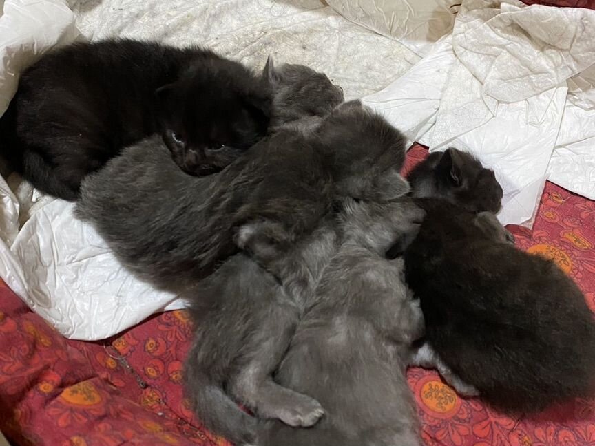 Сибирские котята