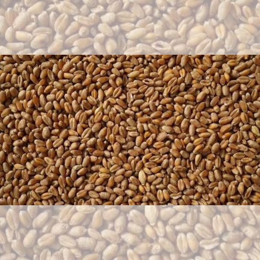 Озимая пшеница продовольственная/фуражная, 2025г