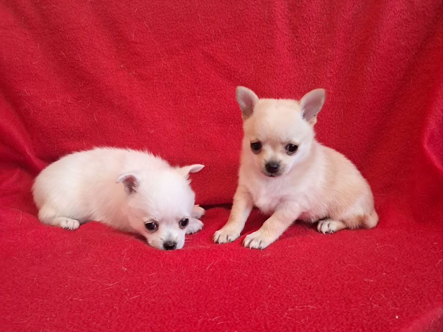 Чишки детишки