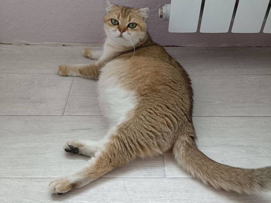 Золотая шиншилла кошка