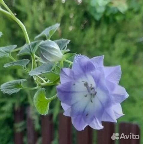 Кампанула (Любовник) купить в Воронеже | Товары для дома и дачи | Авито
