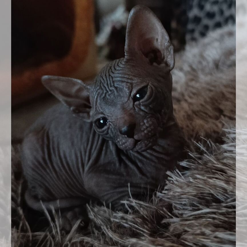 Донской сфинкс котёнок