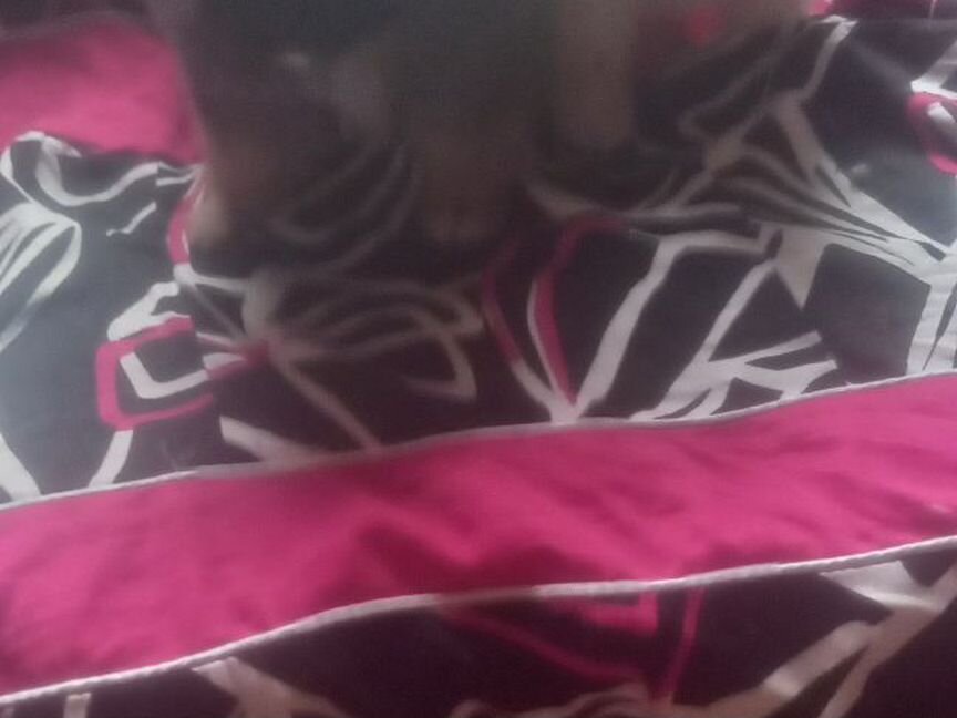 Щенки Той-терьер и Шпиц