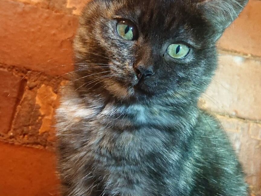 Умнюшка усатиковая котёнок