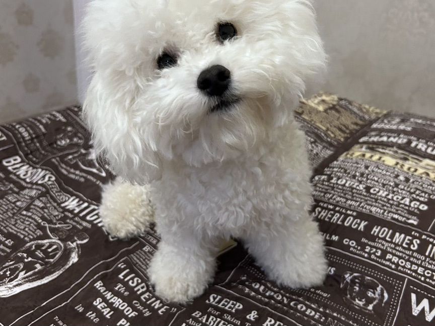 Бишон фризе вязка