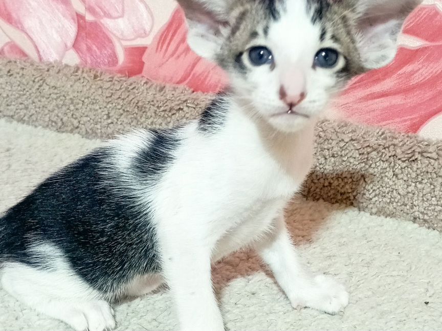Кошка
