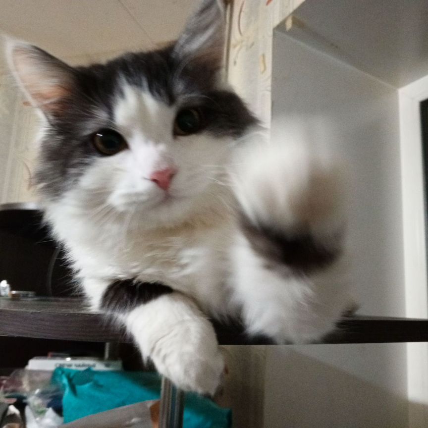 Отдам кота в добрые руки