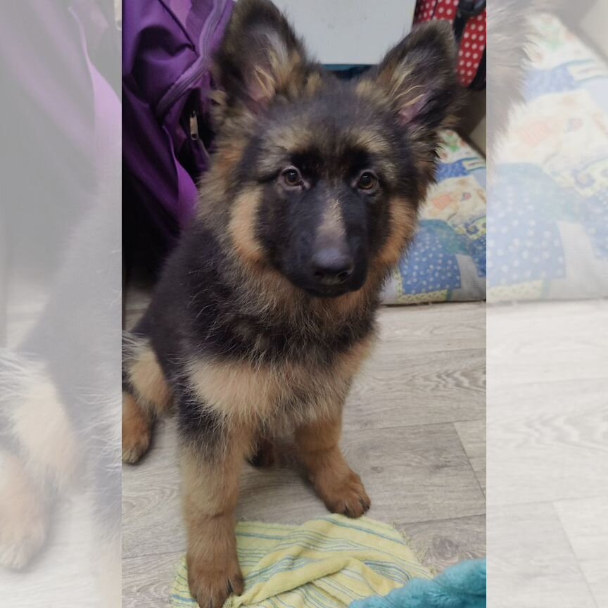 Немецкая овчарка, щенок