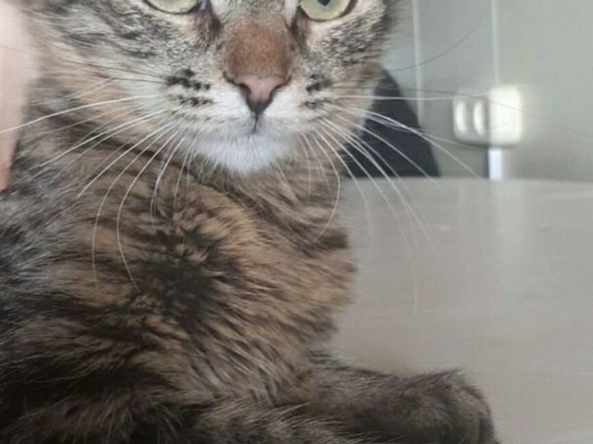 Кошечка Сара ищет дом