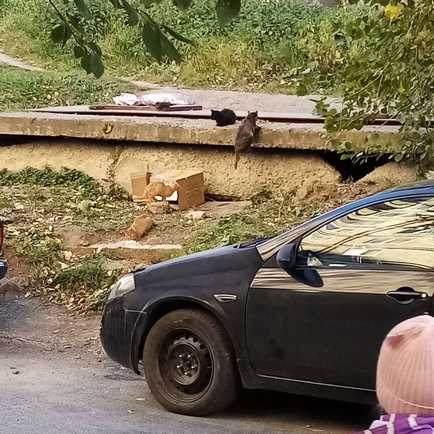 Котята ищут своих людей и тёплый дом