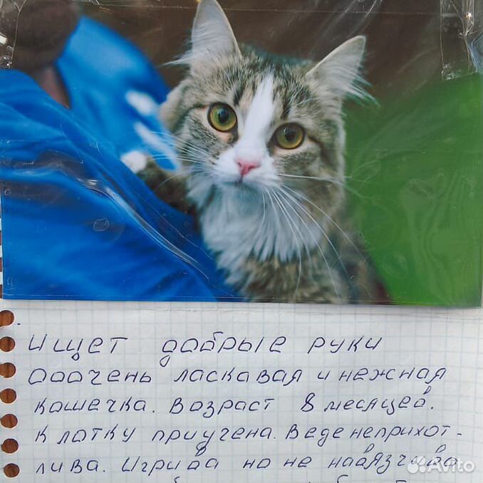 Добрая, ласковая кошечка в дар, 8 месяцев