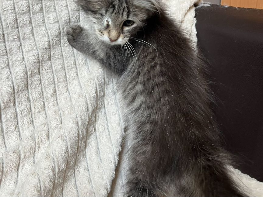 Котята ищут дом и доброго человека