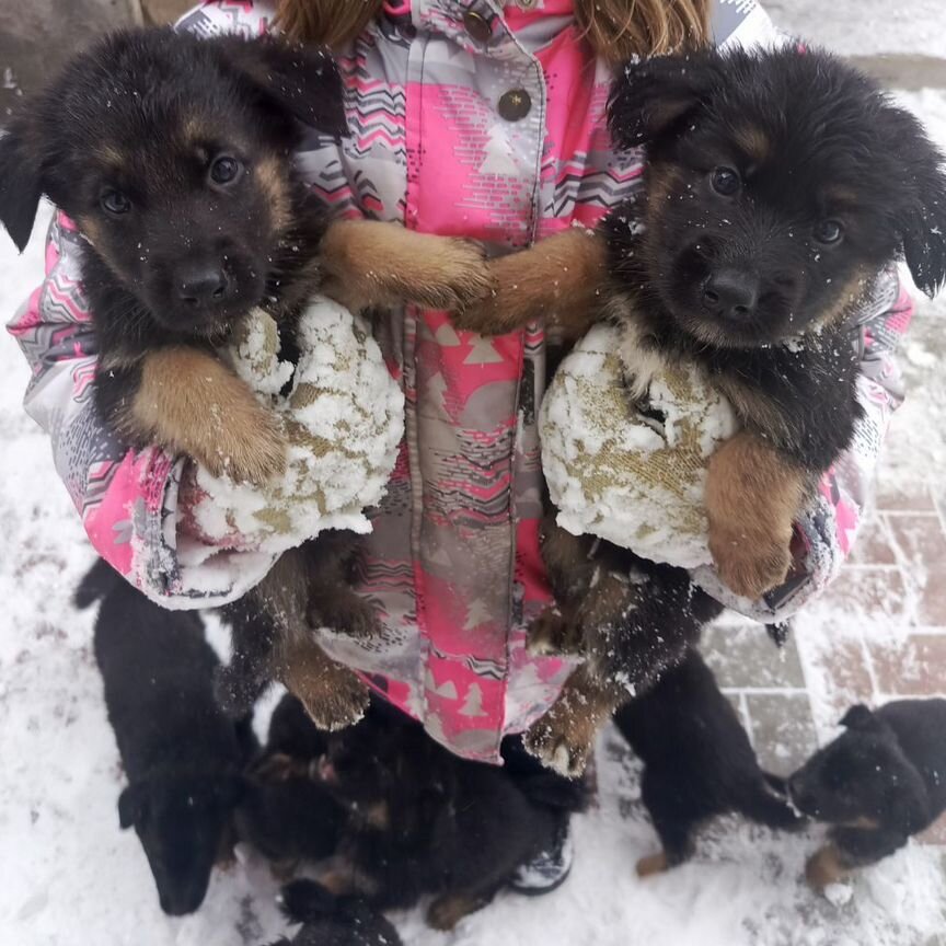 Щенок в добрые руки