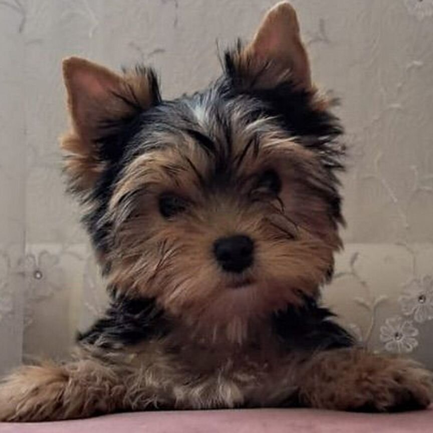 Йоркширский терьер щенки