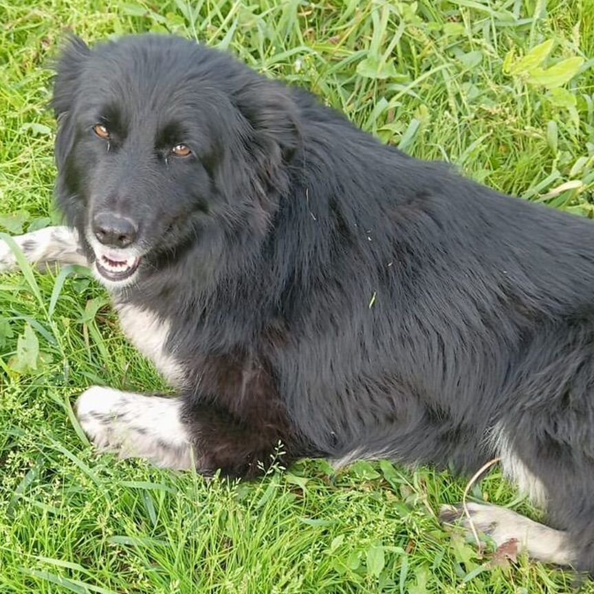 Взрослая собака в добрые руки