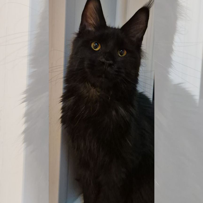 Мейн-кун котёнок