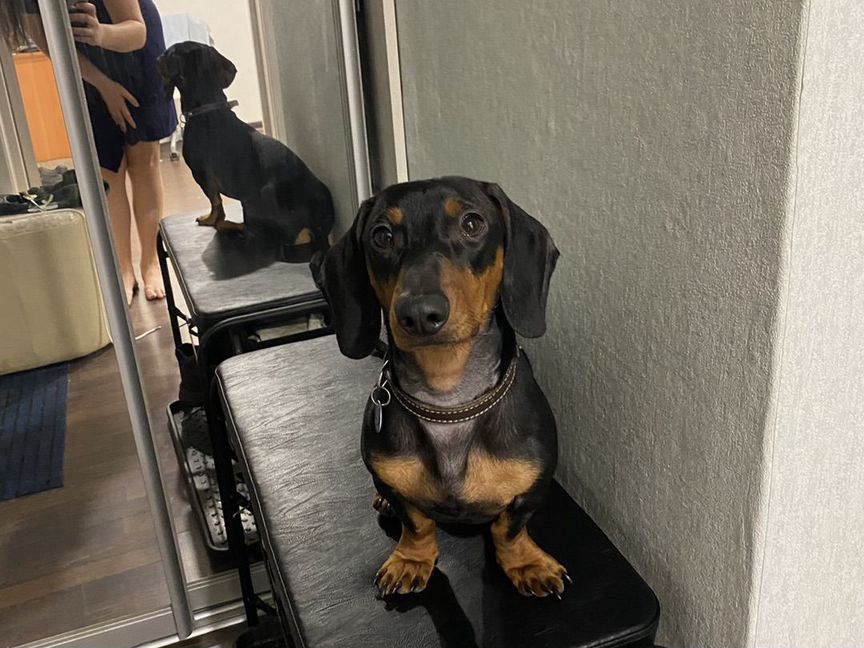 Такса вязка