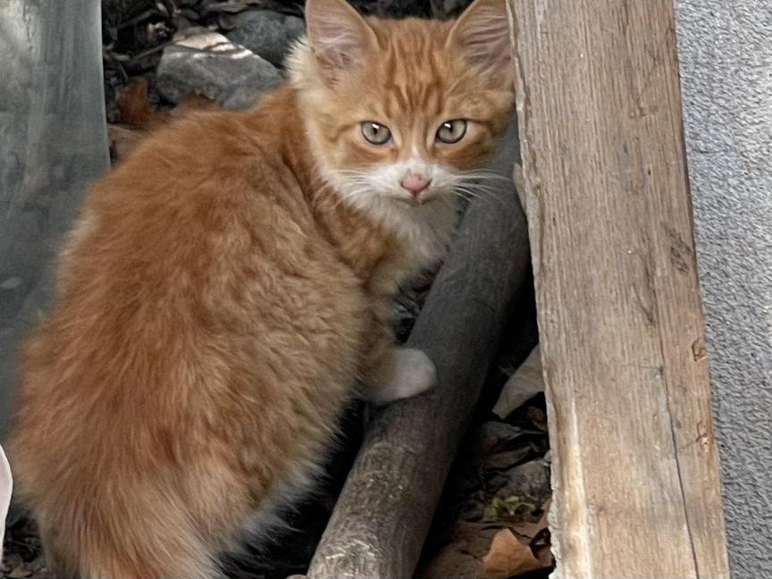 Котенок-рыжий лисенок 2 мес