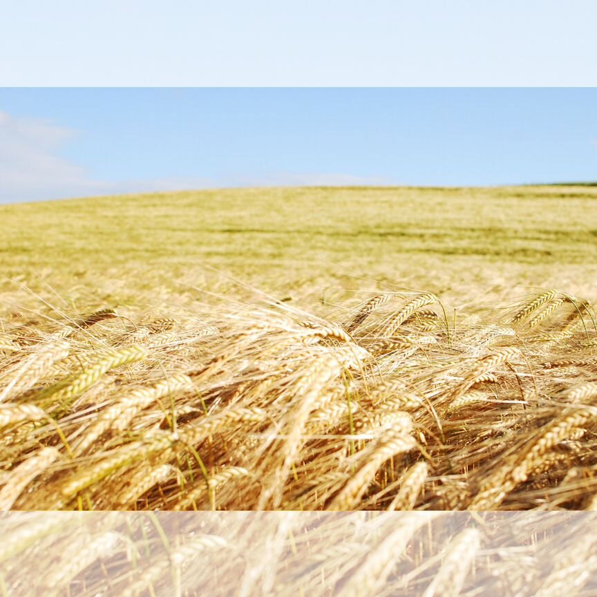 Продам ячмень/пшеницу 3 тонны