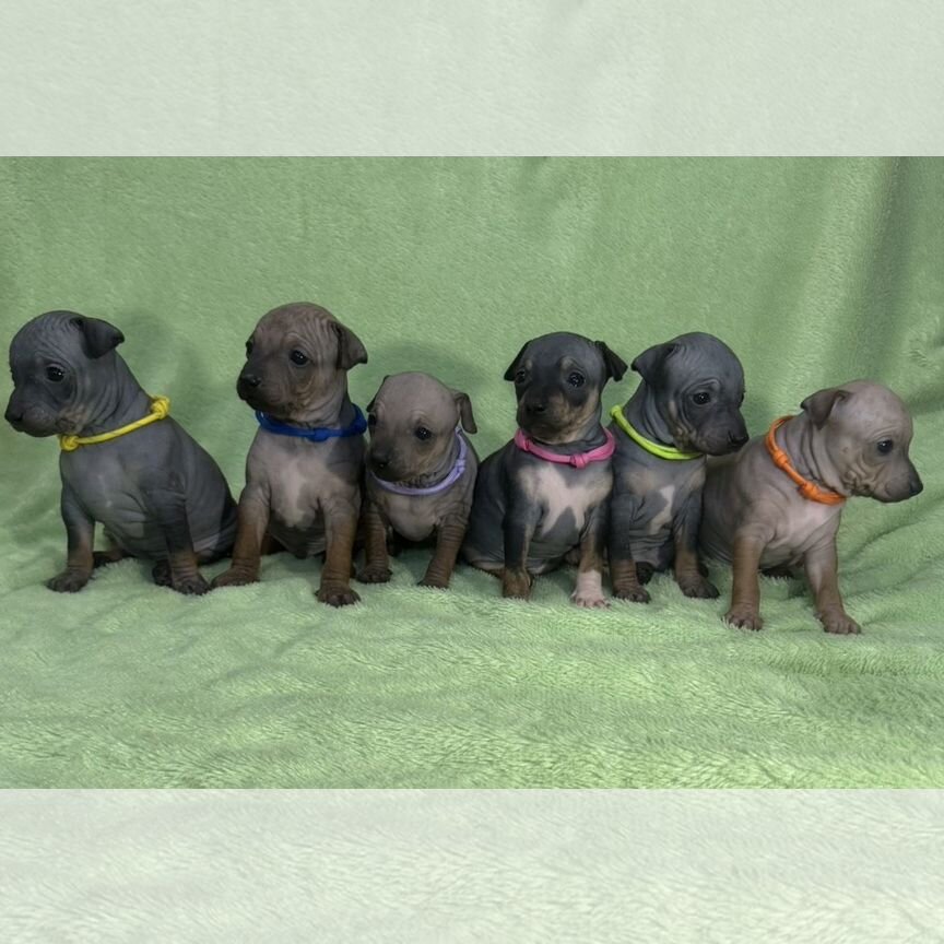 Американский голый терьер, щенок