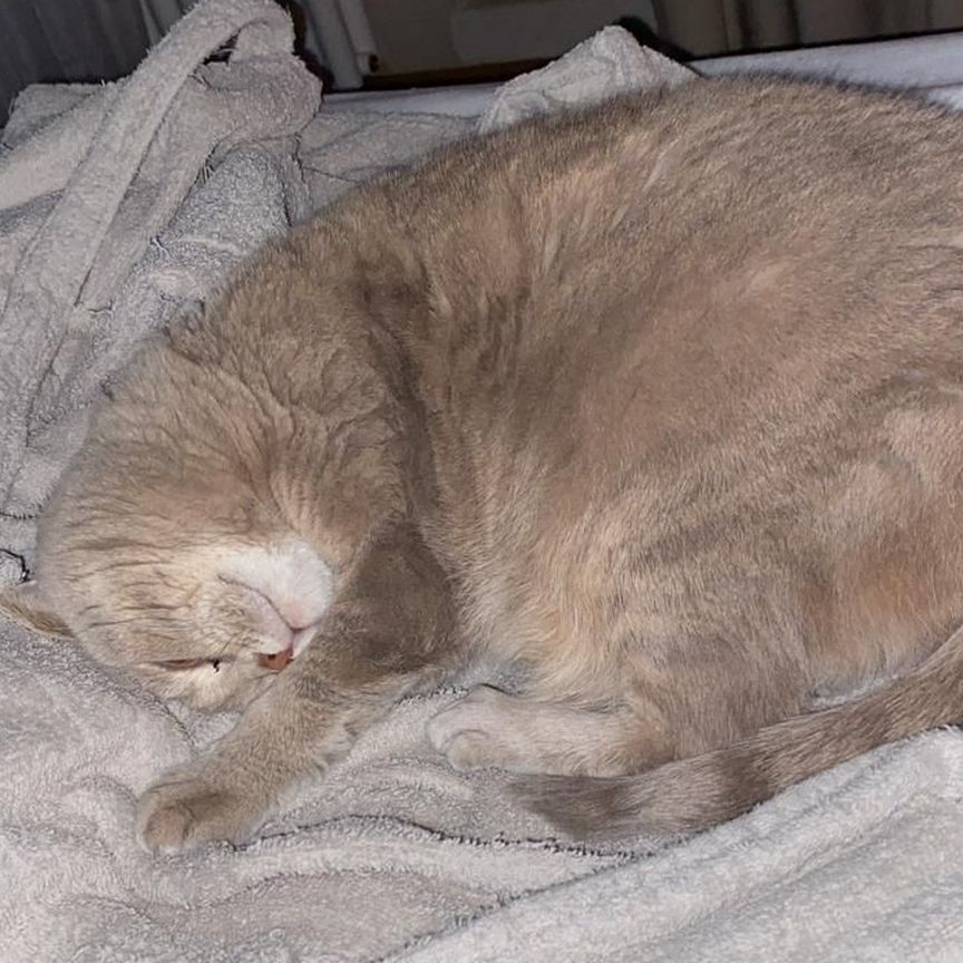 Британская короткошёрстная кошка, взрослая